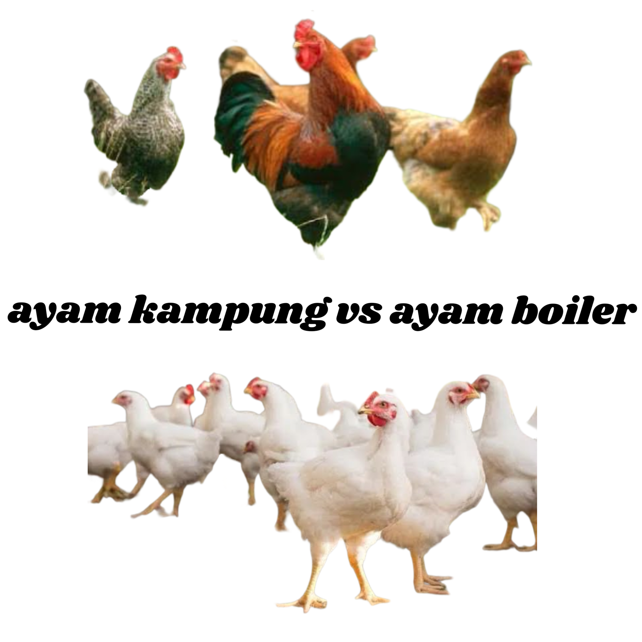 Perbedaan Ayam Kampung Dengan Ayam Boiler